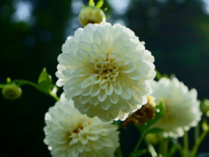 Las 21 Plantas con Flores Blancas más buscadas | Canal Hogar