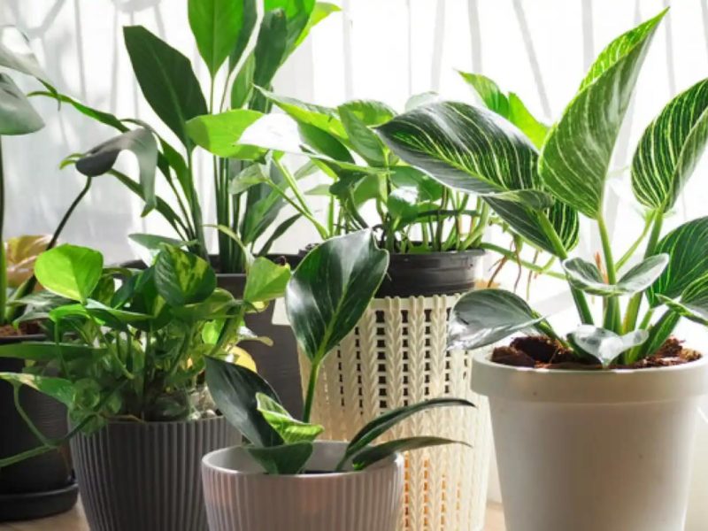 15 Plantas de Interior Duraderas 🪴, Resistentes y Fáciles de Cuidar ...